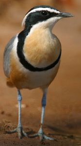 Bird Pluvianidae - Egyptian Plover - Fat Birder