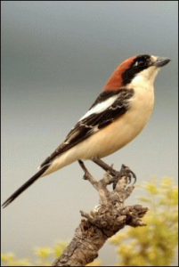 Birds, Birding Trips and Birdwatching Tours in Rhodes - Fat Birder