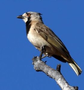 Bird Oreoicidae - Australasian Bellbirds - Fat Birder