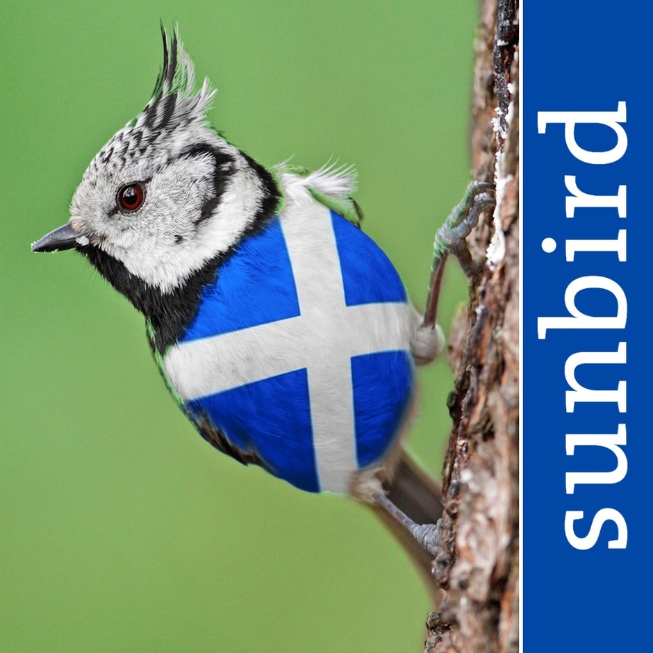 Birds, Birding Trips and Birdwatching Tours in Scotland - Fat Birder