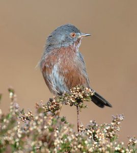 Bird Sylviidae - Sylviid Warblers & Allies - Fat Birder