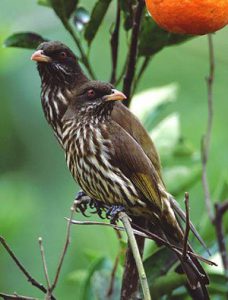 Bird Dulidae - Palmchat - Fat Birder