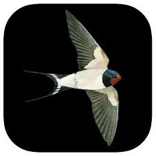 Birds, Birding Trips and Birdwatching Tours in Italian Republic - Fat ...