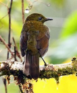 Bird Cnemophilidae - Satinbirds - Fat Birder