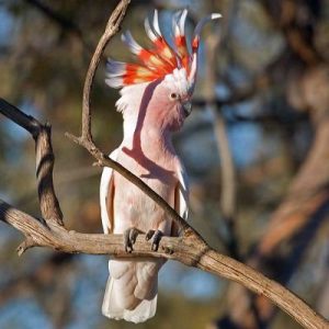 Bird Cacatuidae - Cockatoos - Fat Birder