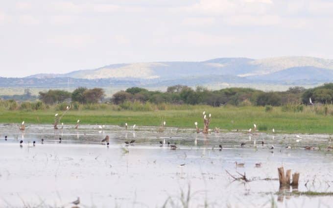 Birds, Birding Trips and Birdwatching Tours in Mpumalanga - Fat Birder