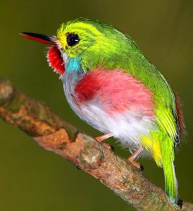 Bird Todidae - Todies - Fat Birder