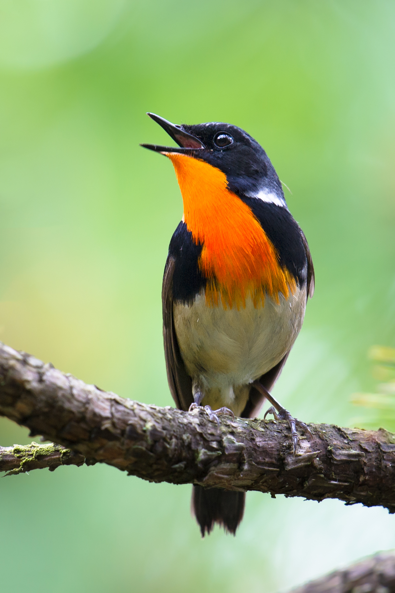 Birding, Birdwatching & Bird Articles Rare Photos of Female Firethroat ...