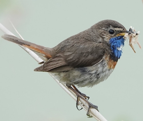 Birdwatching, Birding & Bird Travel, Birdfood & Binoculars Homepage ...