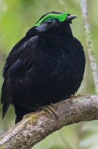 Bird Philepittidae - Asities - Fat Birder