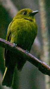 Bird Sapayoidae -Sapayoa - Fat Birder