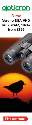 Bird Lybiidae - African Barbets - Fat Birder