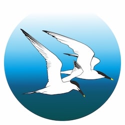 Birding & Birds Discovering British Birds: a simple guide to their ...