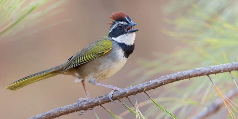 Bird Passerellidae - New World Sparrows - Fat Birder