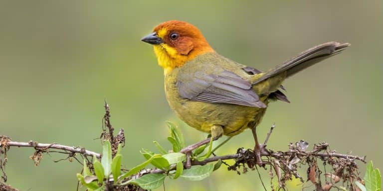 Bird Passerellidae - New World Sparrows - Fat Birder
