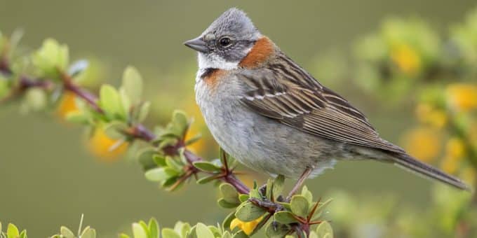 Bird Passerellidae - New World Sparrows - Fat Birder
