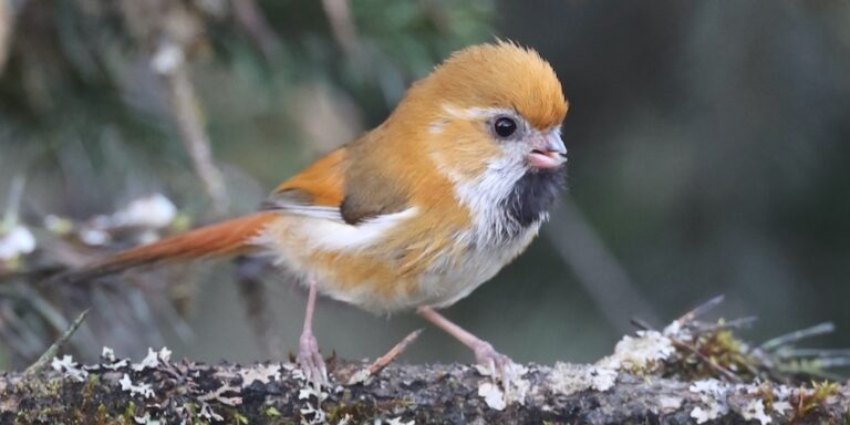 Birdwatching, Birding & Bird Travel, Birdfood & Binoculars Homepage ...